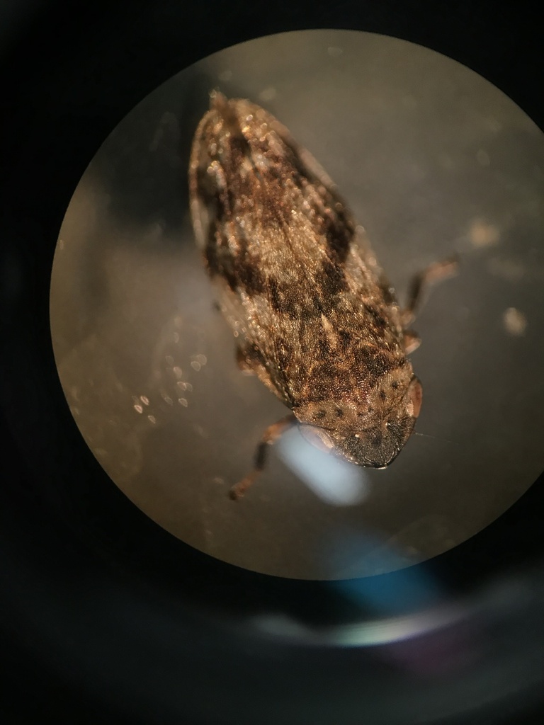 Meadow Spittlebug from Humboldt Botanical Garden, Loleta, CA, US on ...