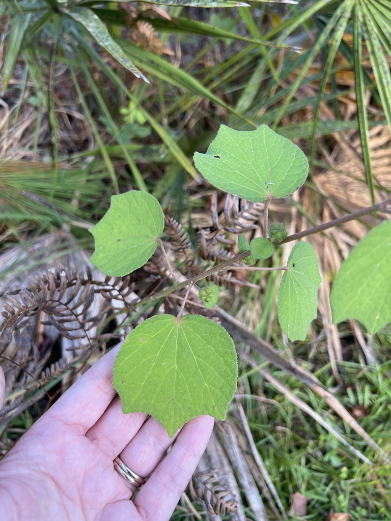 Caesar weed from Green Tree Trail, De Leon Springs, FL, US on October ...