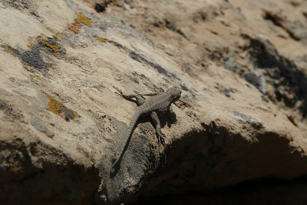 Sceloporine Lizards from Mesa Verde National Park on July 26, 2024 at ...