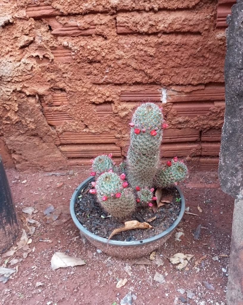 Graham's nipple cactus from Cidade Nova, Itajaí - SC, Brasil by Alyce ...