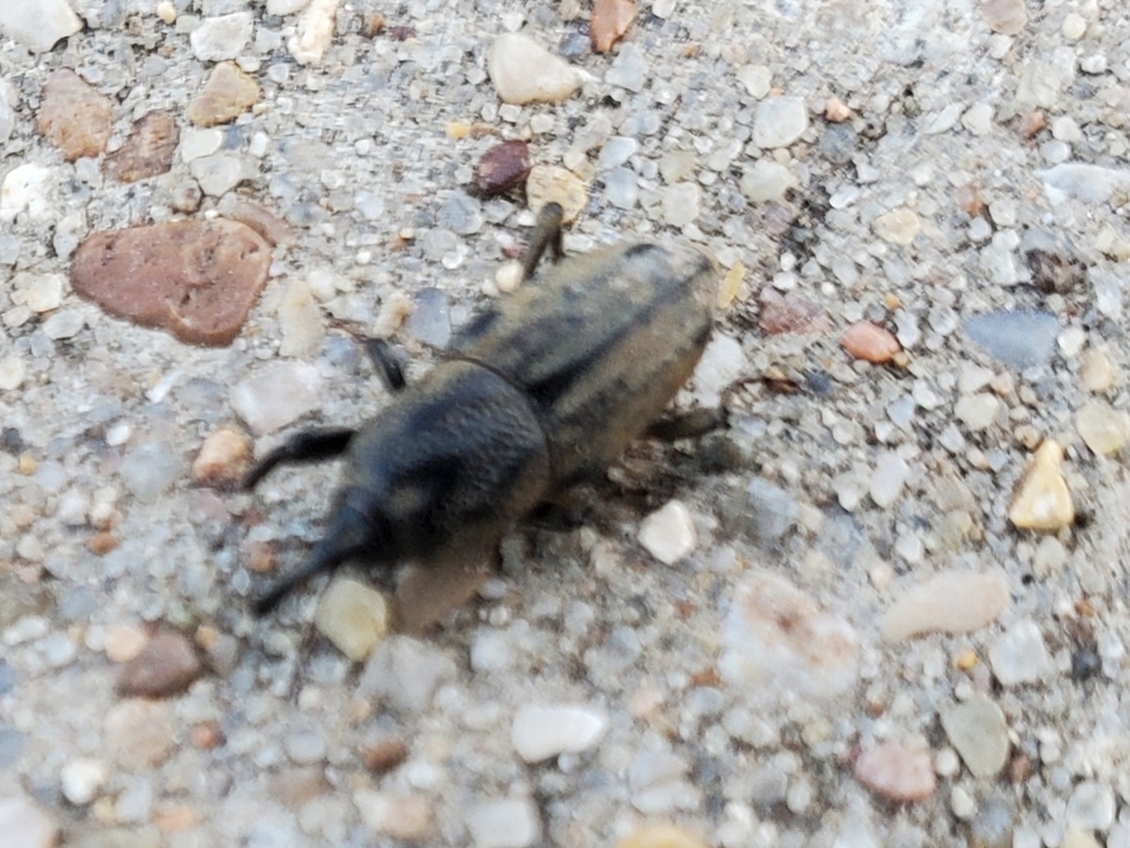 Hunting Billbug from Weatherford on October 22, 2024 at 05:50 PM by ...