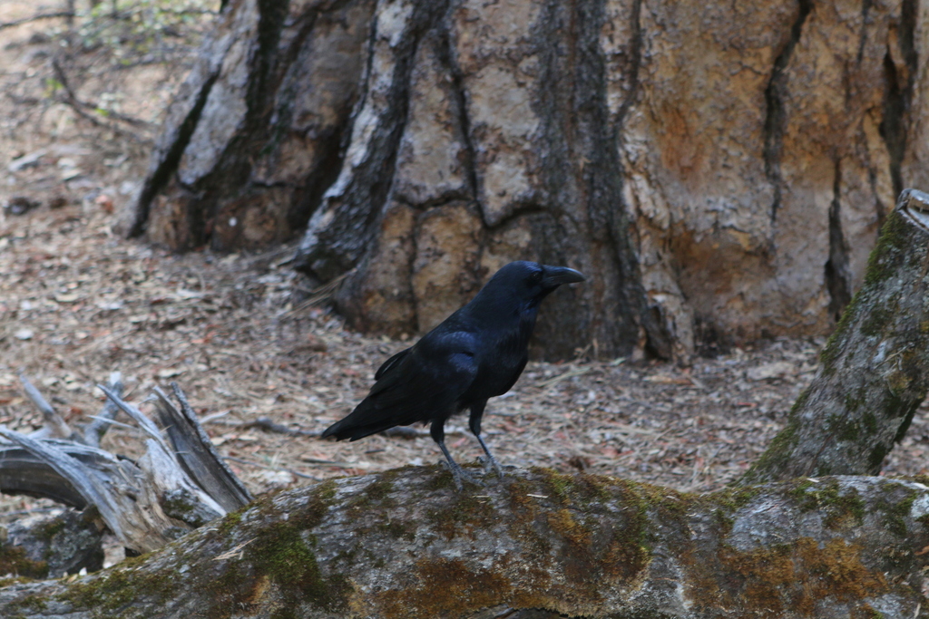 Common Raven from Yosemite Valley, CA 95389, USA on October 7, 2024 at ...