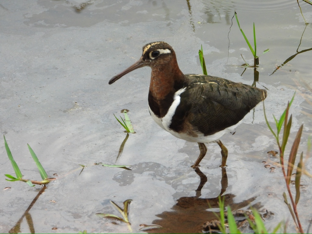 Greater Painted-Snipe from Kruger National Park, Bushbuckridge, MP, ZA ...