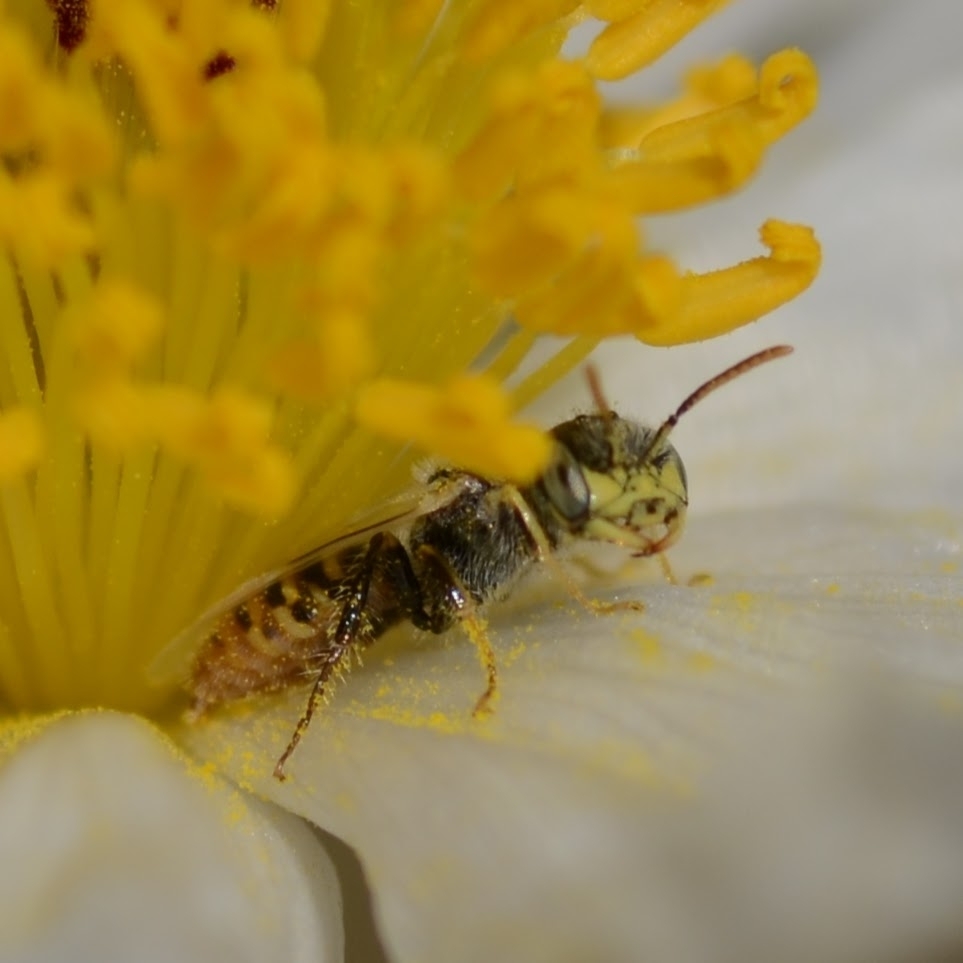 Mojave Poppy Bee in May 2024 by mckcolin · iNaturalist