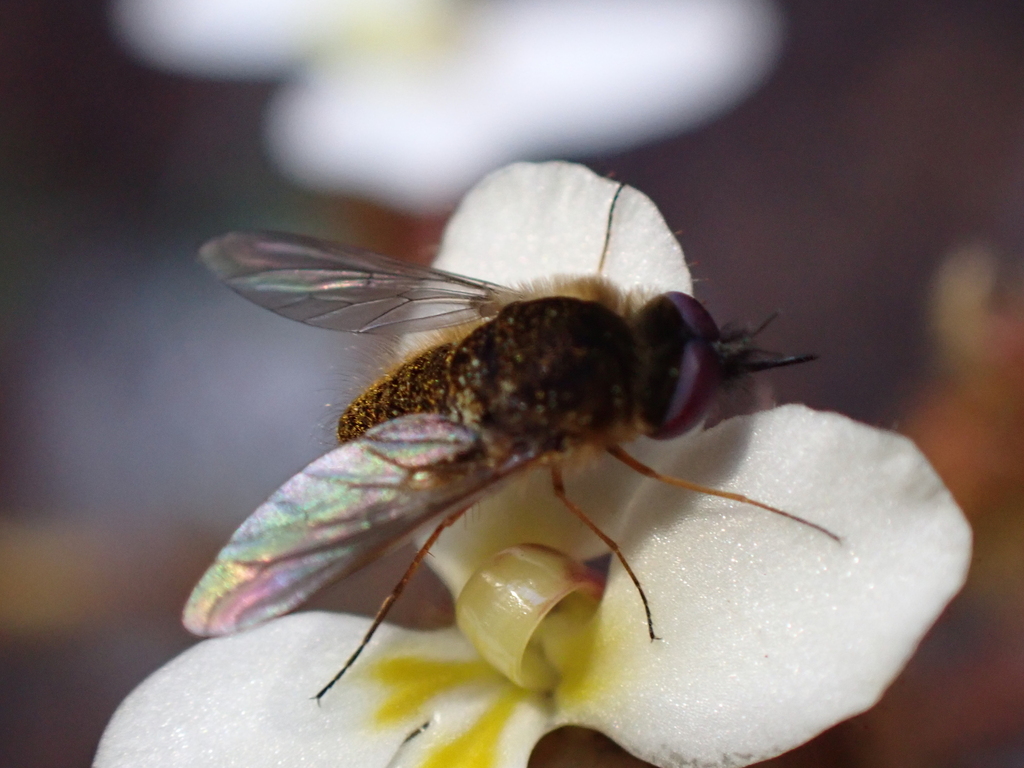 Cryomyia from Kelmscott WA 6111, Australia on October 22, 2024 at 05:20 ...
