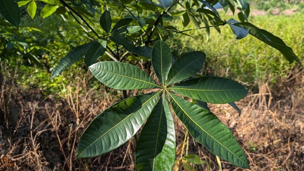 saba nut tree from 902台灣屏東縣霧台鄉霧台村 on October 23, 2024 at 09:30 AM by ...