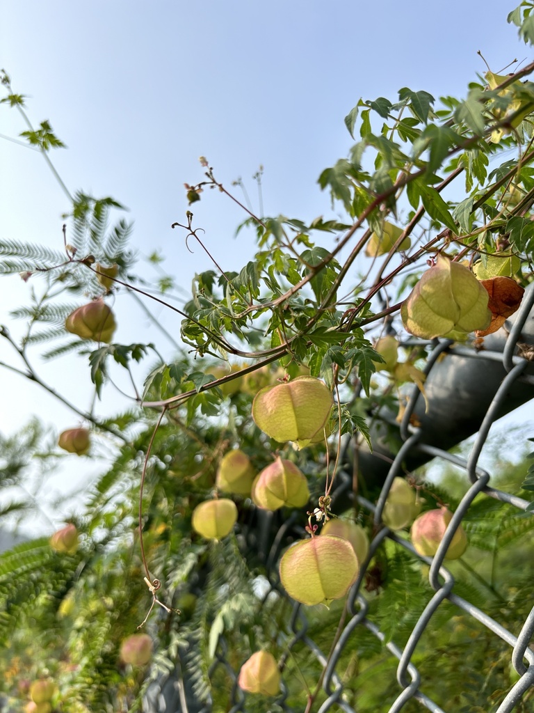 Lesser Balloon Vine from 臺灣島, 鼓山區, KHH, TW on October 22, 2024 at 03:02 ...
