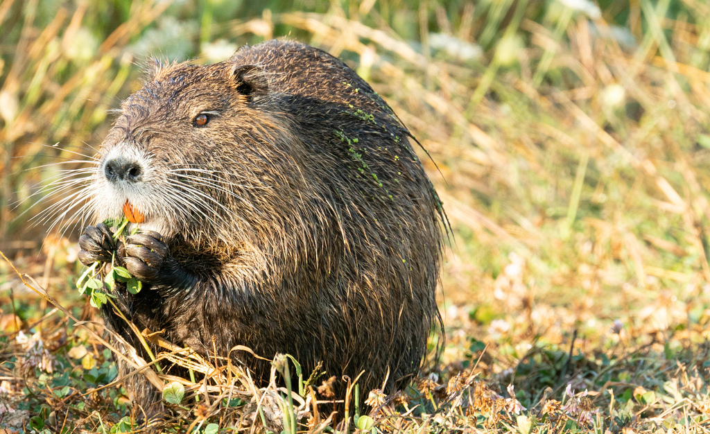 Coypu from Clark County, WA, USA on September 4, 2021 at 08:31 AM by ...