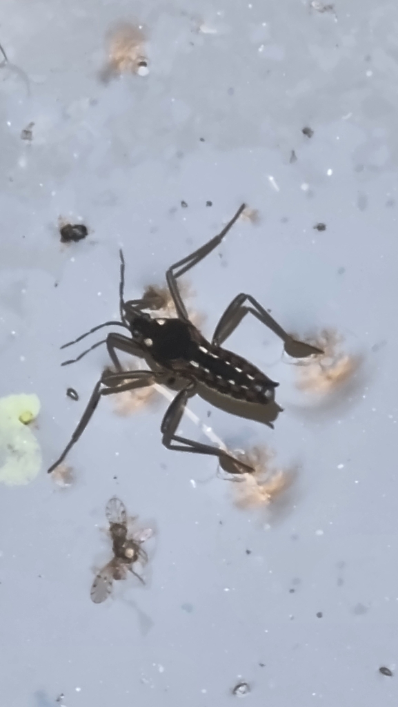 Capra's Water Cricket from Driehuis, Nederland on October 22, 2024 at ...