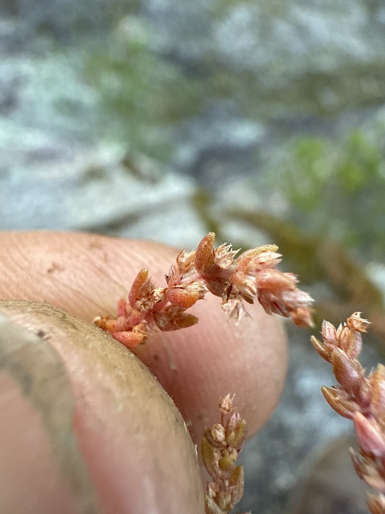 Australian Stonecrop from Croajingolong National Park, Genoa, VIC, AU ...