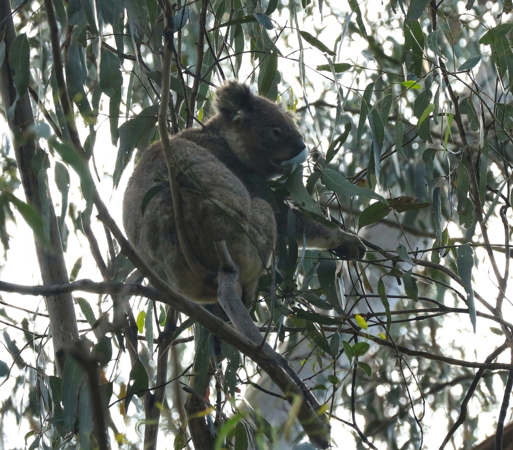 Koala from Yinnar South VIC 3869, Australia on October 19, 2024 at 03: ...