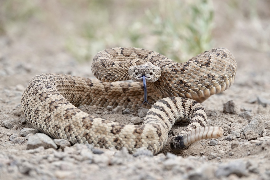 Great Basin Rattlesnake