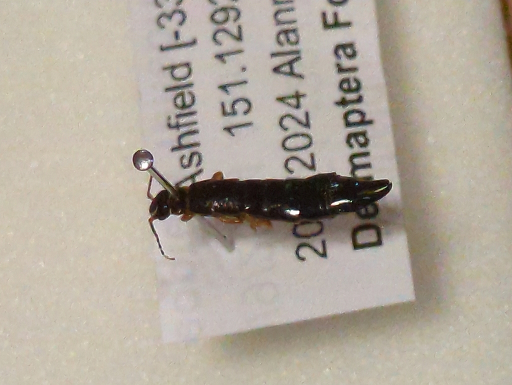 Anisolabidinae from Ashfield Park, Parramatta Rd & Orpington Street ...