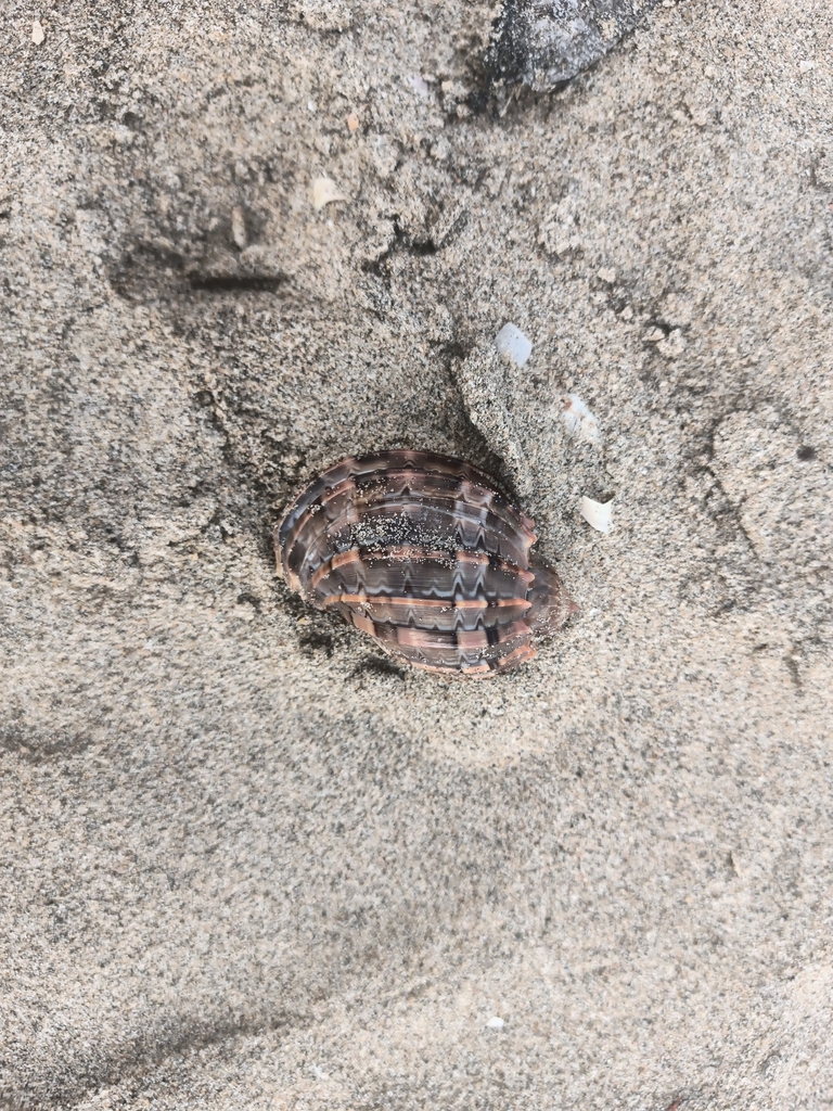 Harpa davidis from Shop No. 208, Lilly Pond Complex Mooremarket ...