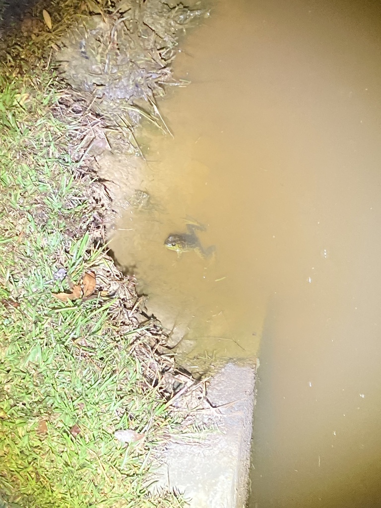American Bullfrog from Freedom Way, Statesboro, GA, US on October 22 ...