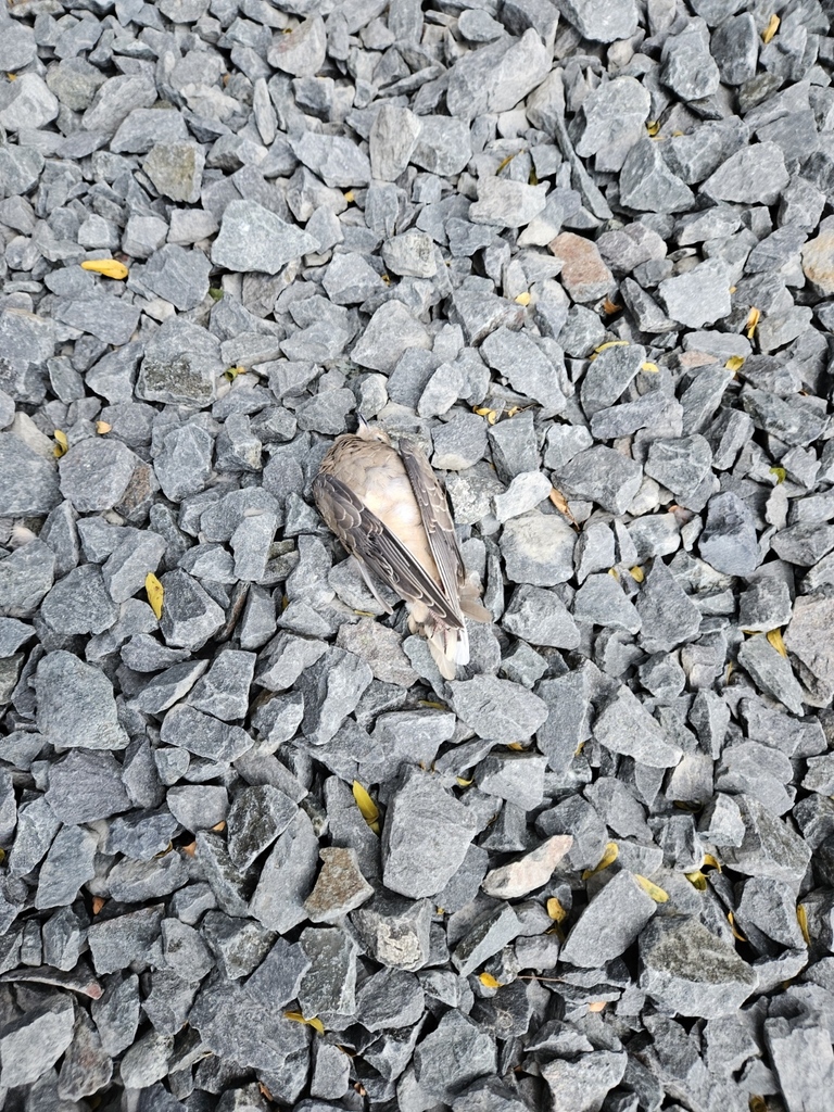 Mourning Dove from American Family Insurance Building C on October 23 ...