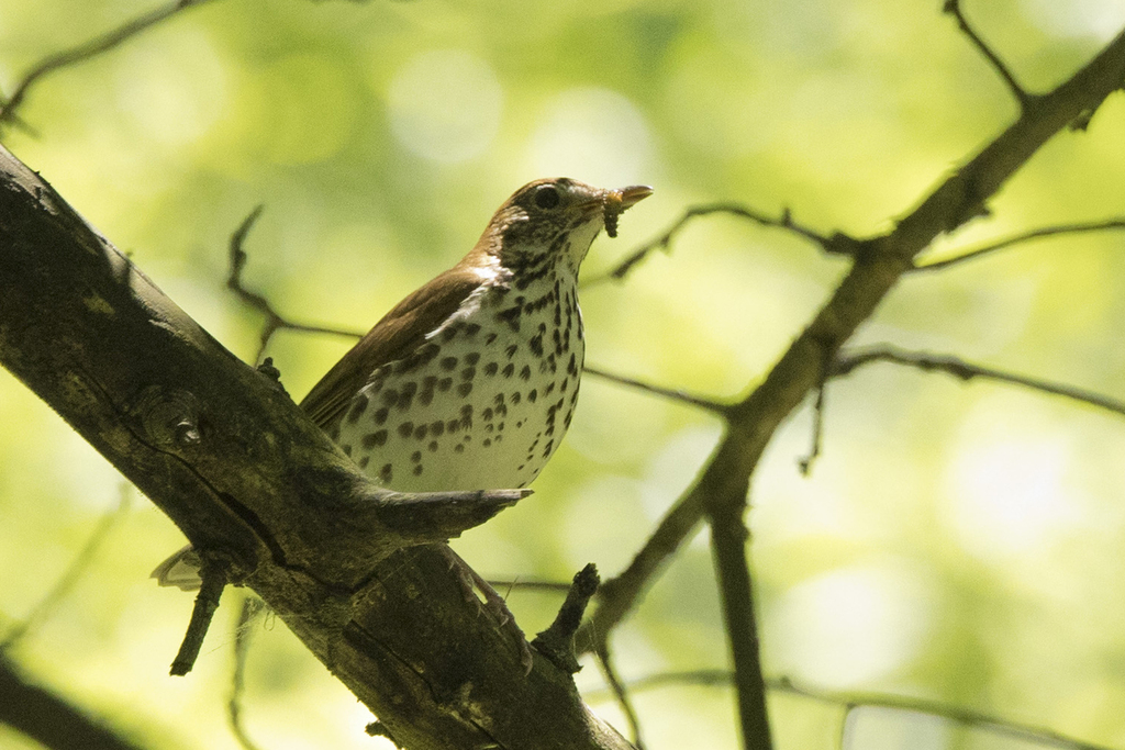 Wood Thrush from Jackson County, MI, USA on June 09, 2022 at 01:37 PM ...