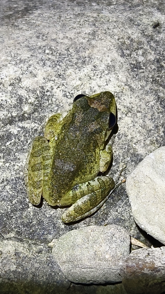 Robust Kajika Frog from Nantou, TW-TA, TW on October 23, 2024 at 08:31 PM by 古國順 · iNaturalist