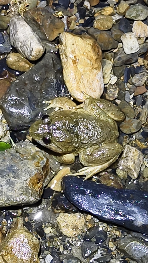 Fujian Large-headed Frog from Nantou, TW-TA, TW on October 23, 2024 at 09:08 PM by 古國順 · iNaturalist