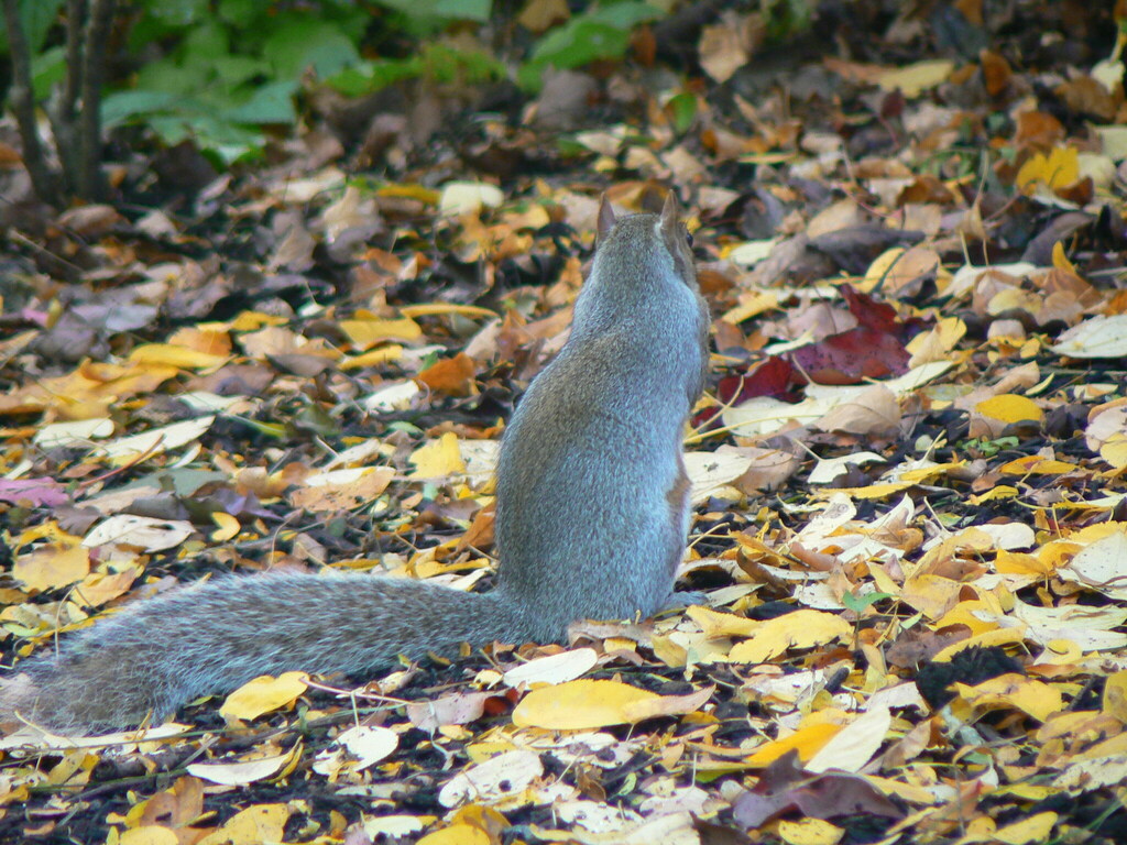 Eastern Gray Squirrel from Fenway–Kenmore, Boston, MA, USA on October ...