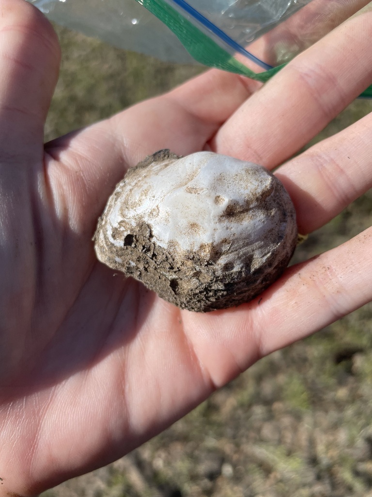 Three-horn Wartyback from Wetumpka Municipal Park, Wetumpka, AL, US on ...