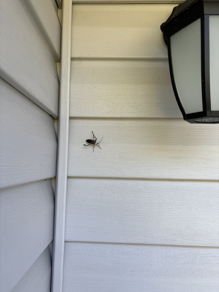 Giant leaf-footed bug from Nix Rd, Hendersonville, NC, US on October 23 ...