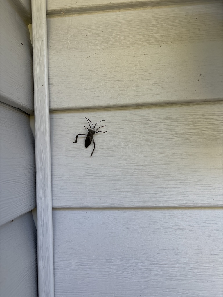 Giant leaf-footed bug from Nix Rd, Hendersonville, NC, US on October 23 ...