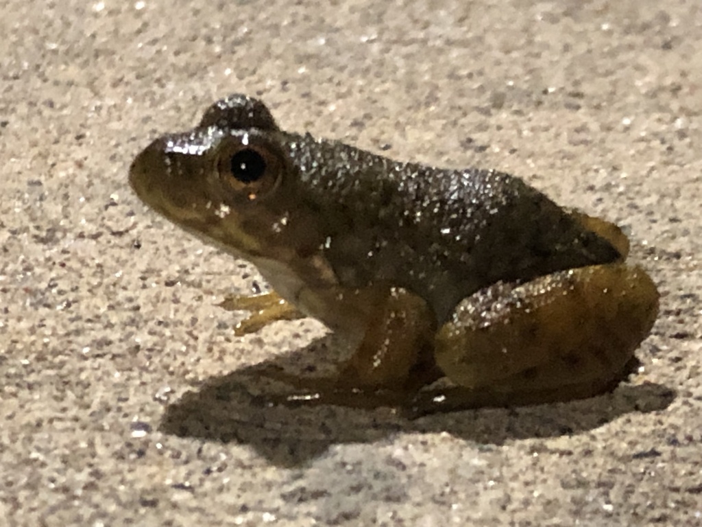 American Bullfrog from W 26th St, Joplin, MO, US on August 15, 2024 at ...