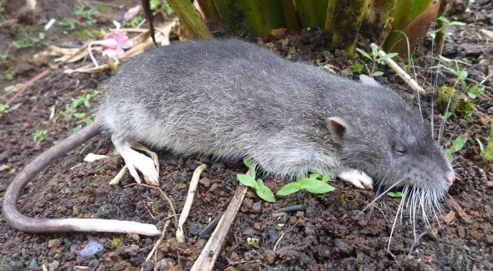 Shaw Mayer's Water Rat from Bundi Rural LLG, Madang Province, Papua New ...