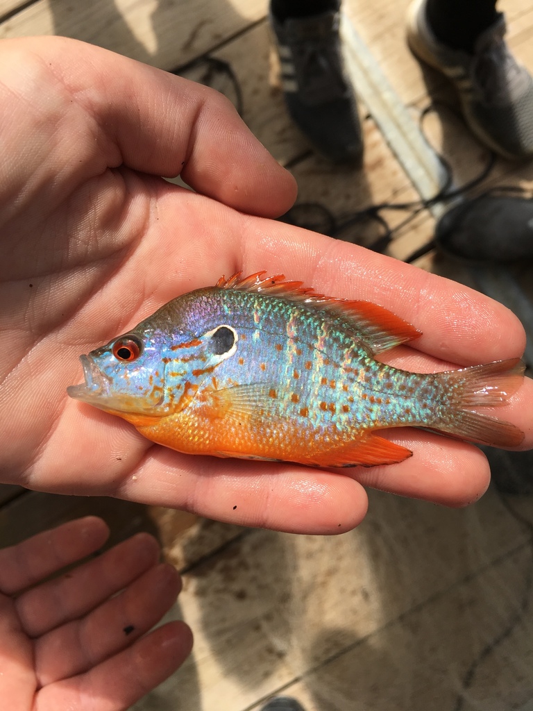 Orangespotted Sunfish from 64763, Lowry City, MO, US on July 9, 2019 at ...