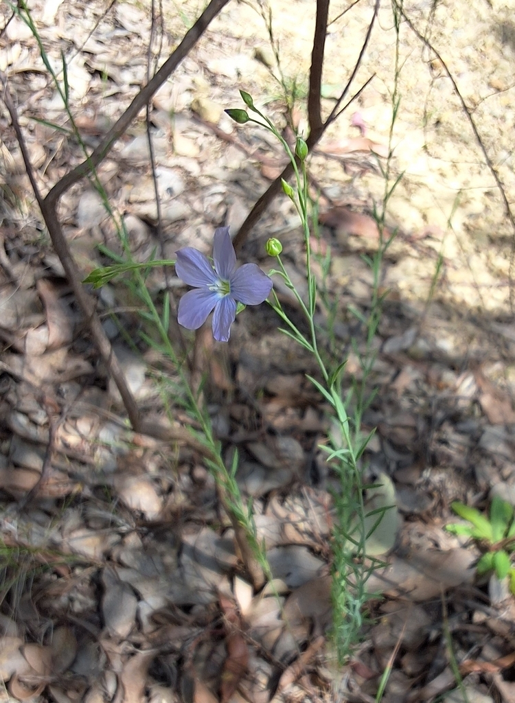 Australian Flax from Melbourne Hill Rd/Warrandyte Rd, Warrandyte VIC ...