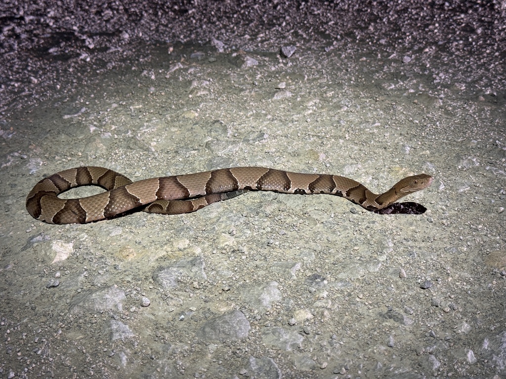 Eastern Copperhead from E 500 Rd, Lawrence, KS, US on October 3, 2024 ...