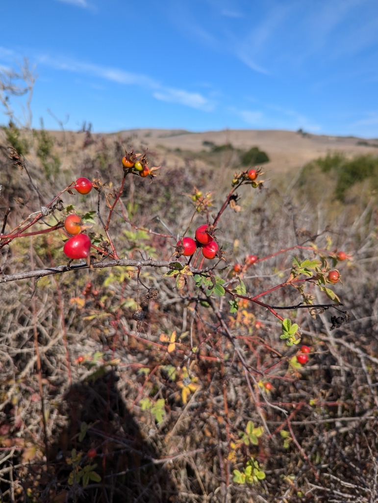 California Wild Rose from Inverness, CA, USA on October 23, 2024 at 02: ...