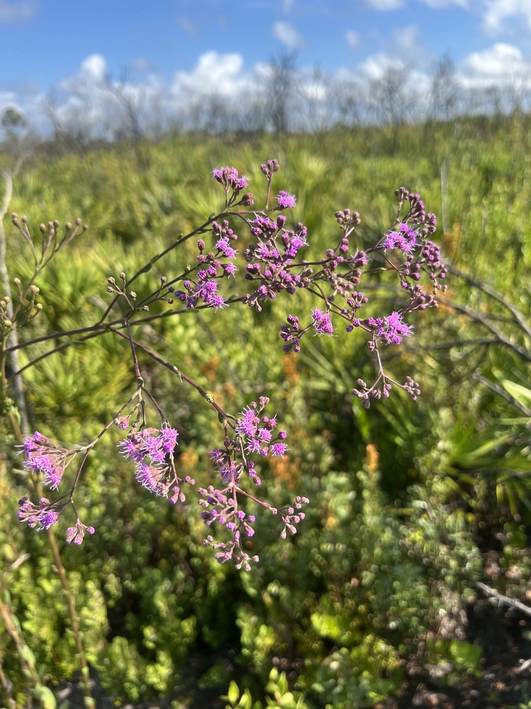 Pineland Purple in October 2024 by Aiden Clark · iNaturalist