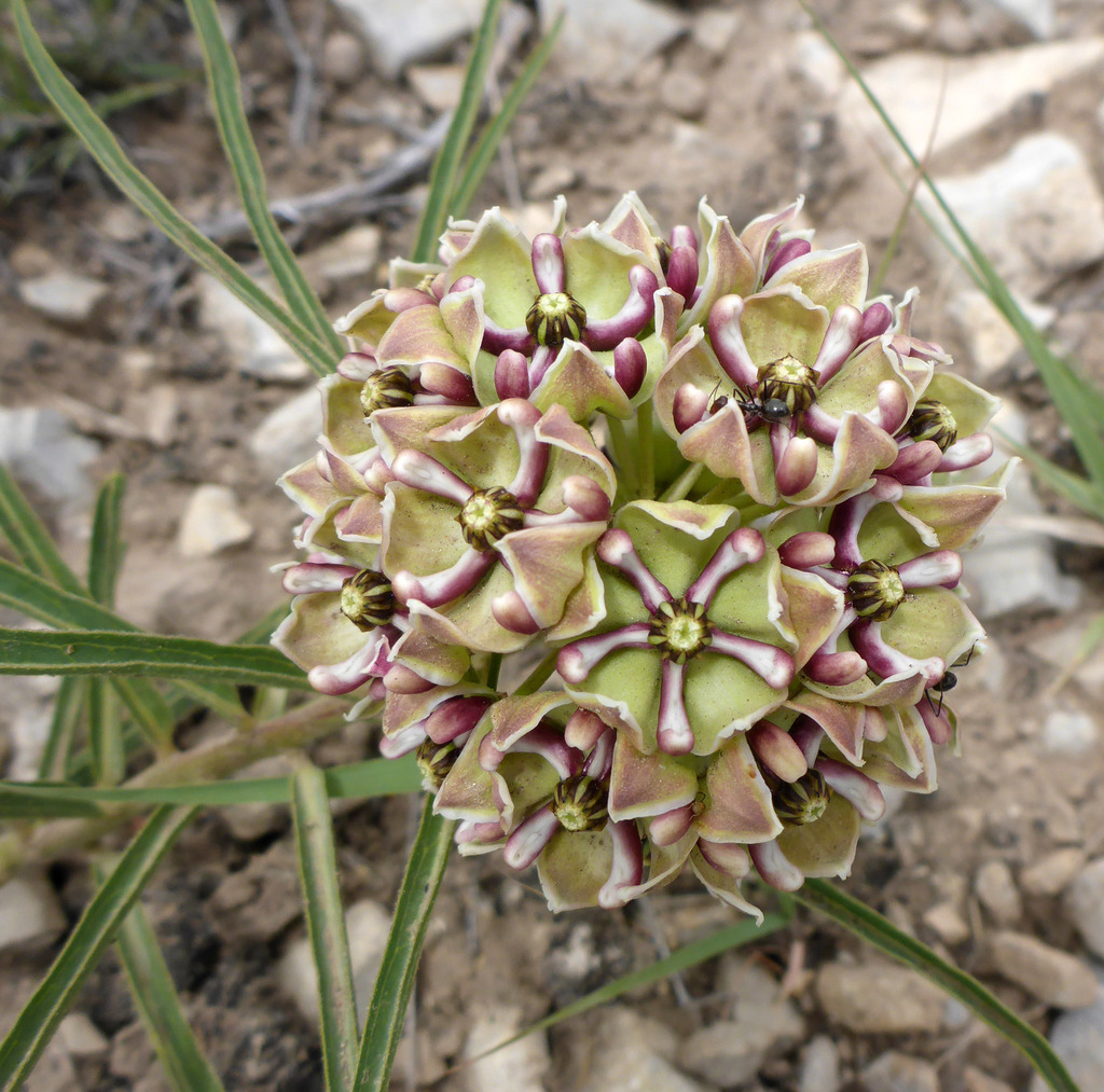 Antelopehorn Milkweed from Pueblo County, CO, USA on June 22, 2019 at ...