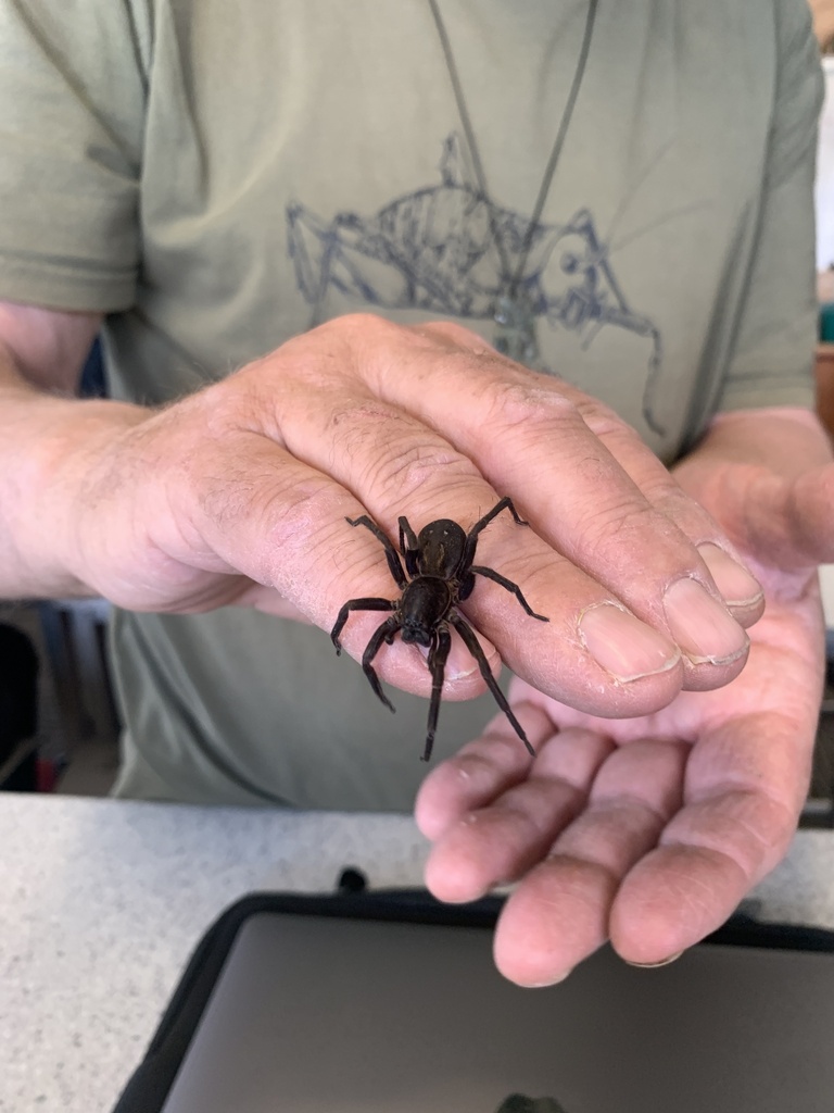 Vagrant Spiders from Kuranui College, Greytown, Wellington, NZ on ...