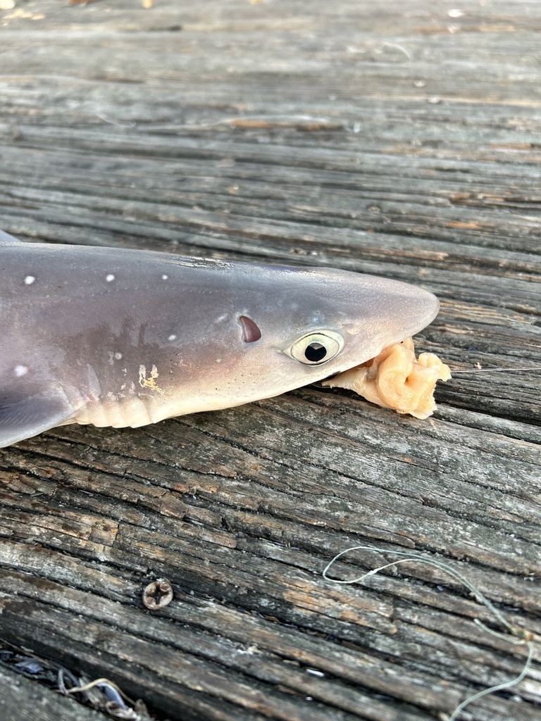 White-spotted Dogfish in October 2024 by aidanperkins37 · iNaturalist