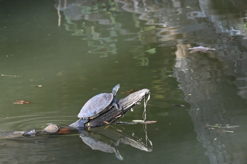 Photo 444679966, (c) Cherrie-lee P. Phillip, all rights reserved ...