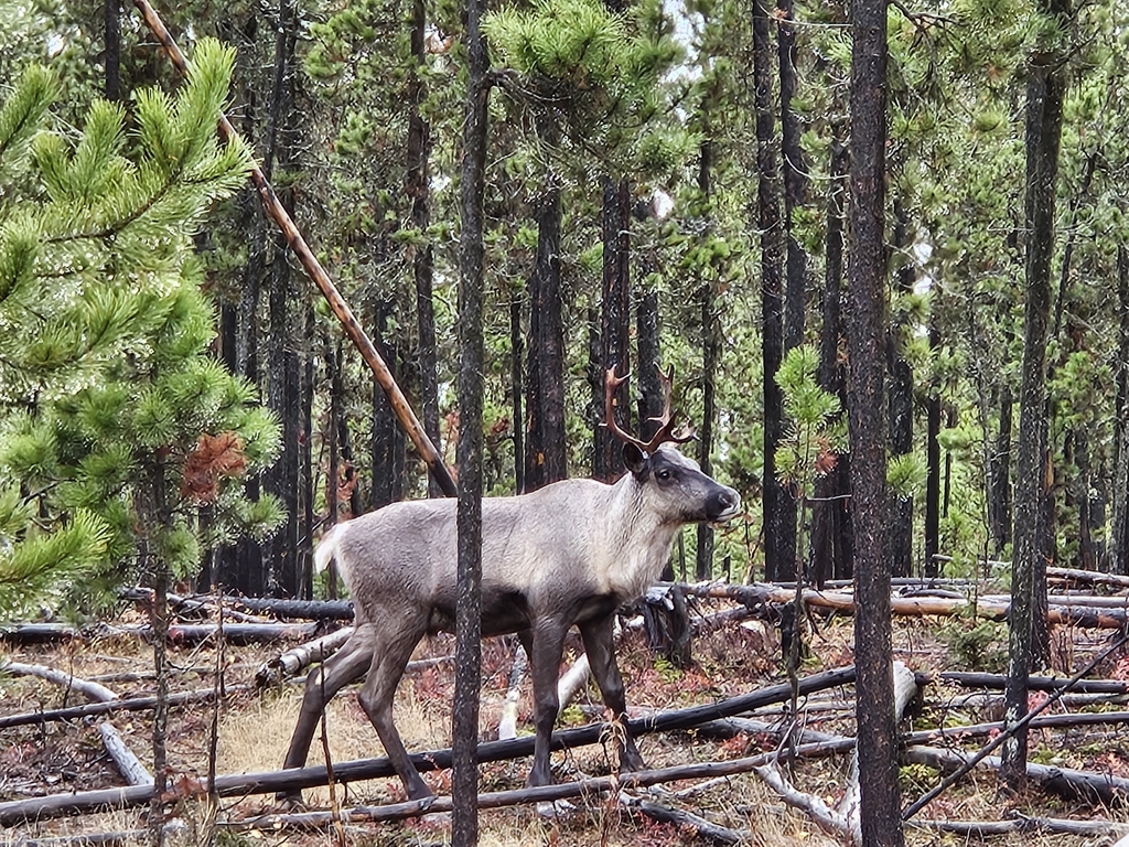 Woodland Caribou from Mackenzie, BC V0J 2C0, Canada on October 19, 2024 ...