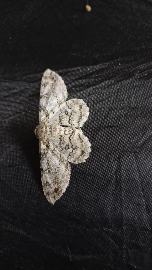 Boarmiini from 8H8W+G5V, Upper Tadong, Tadong, Gangtok, Sikkim 737102 ...