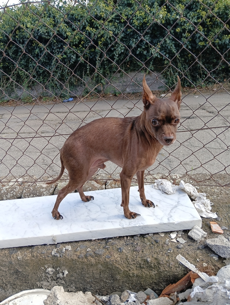 Domestic Dog from 95036 Randazzo CT, Italia on October 24, 2024 at 12: ...