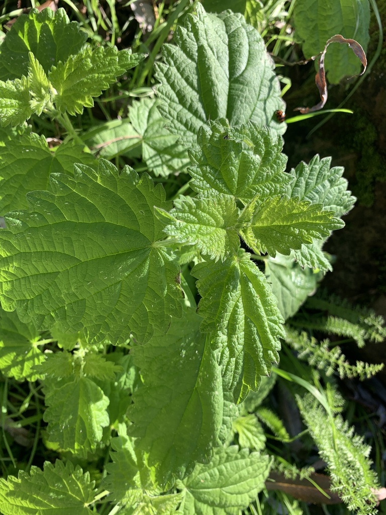 great stinging nettle from Surrey, England, GB on October 24, 2024 at ...