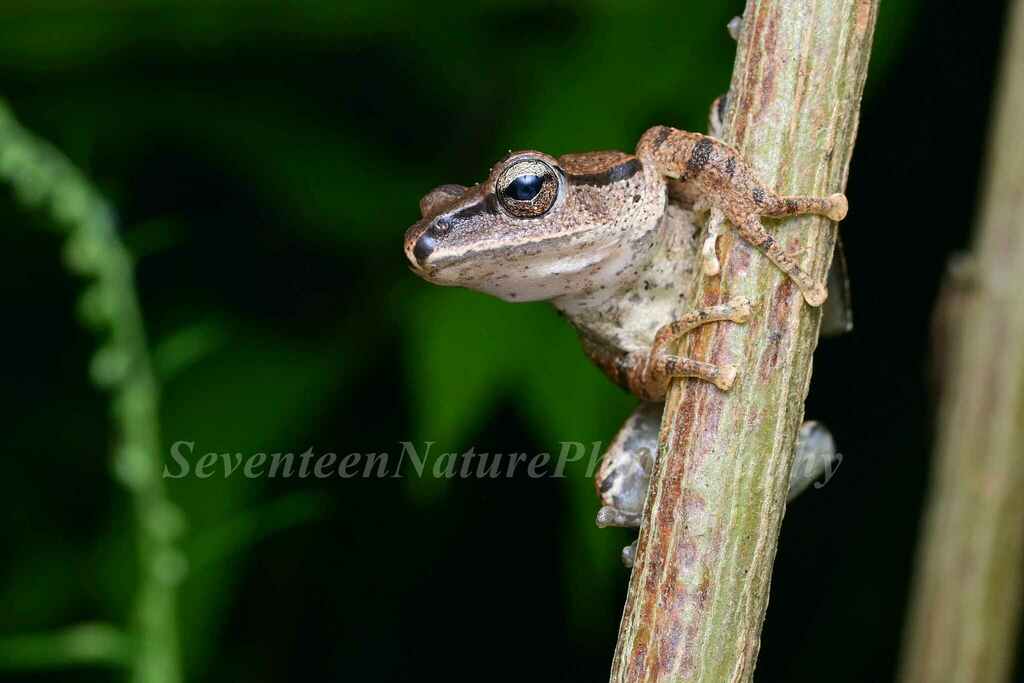 whipping frogs from 中国贵州省贵阳市花溪区 on October 04, 2024 at 09:06 PM by Shi ...