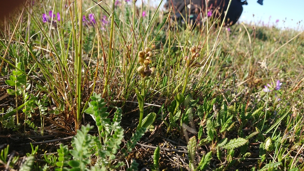 Frog Orchid from Bulunskiy rayon, RU-SK, RU on July 9, 2019 at 07:11 PM ...