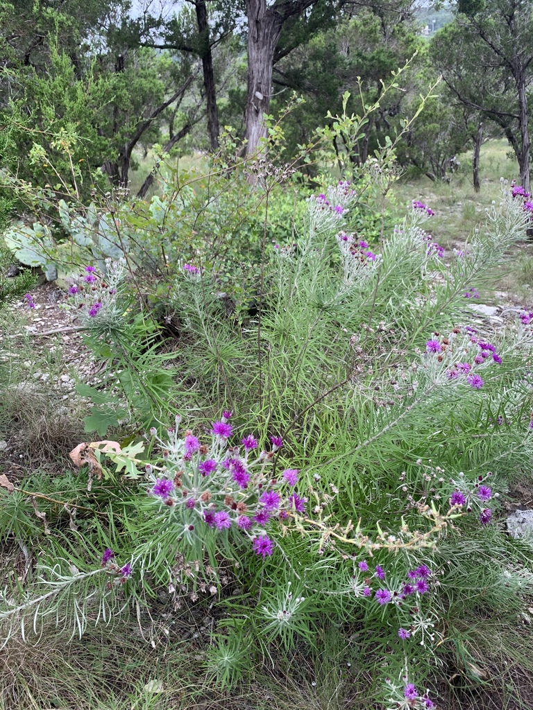 Woolly Ironweed from 11335 Rim Rock Trl, Austin, TX, US on July 9, 2019 ...