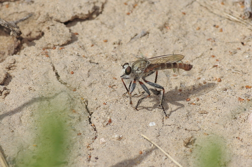 Proctacanthella willistoni · NaturaLista Colombia