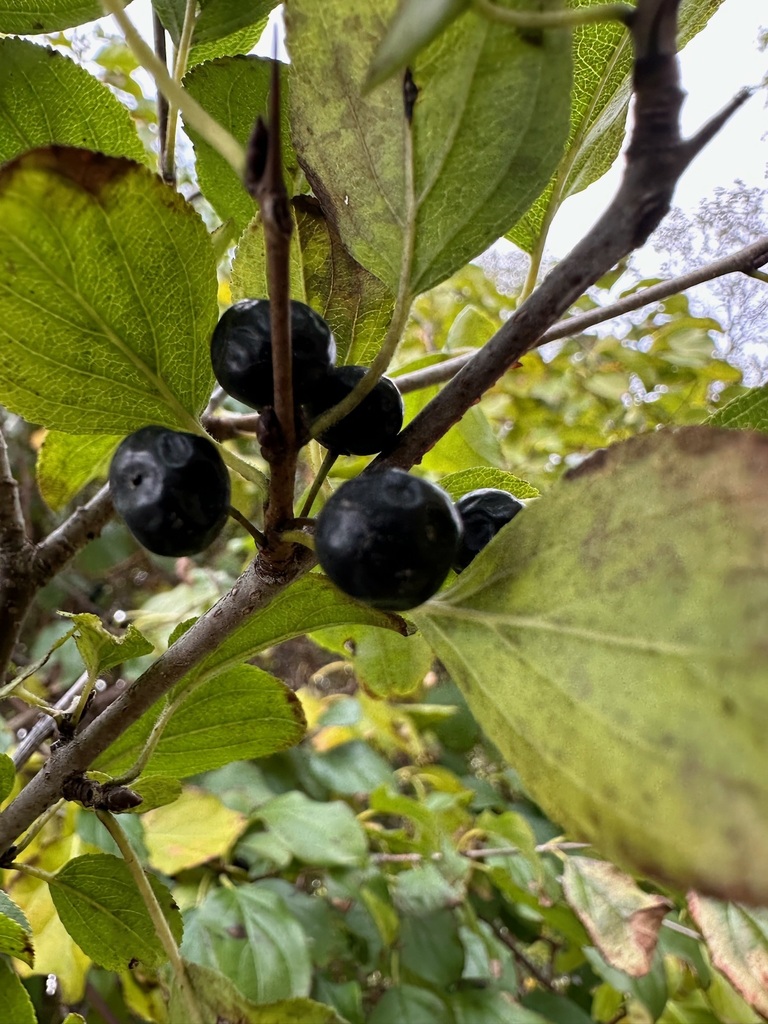 common buckthorn from Harbor Islands- Long Island, Boston, MA, USA on ...