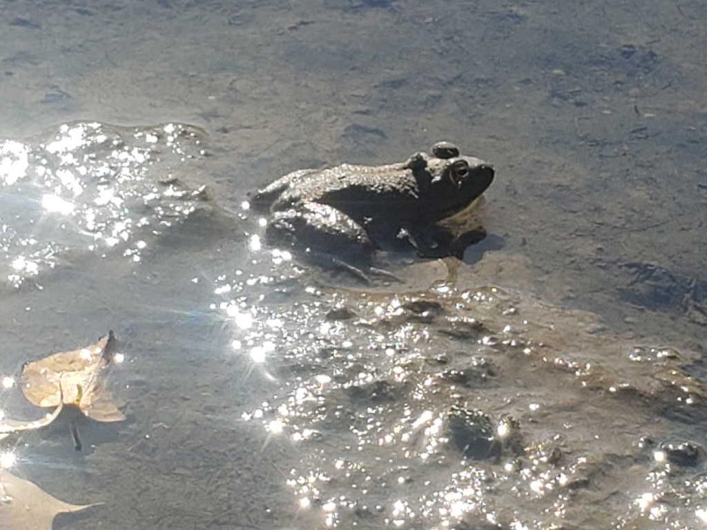 American Bullfrog from Claremore, OK, USA on October 24, 2024 at 02:12 ...