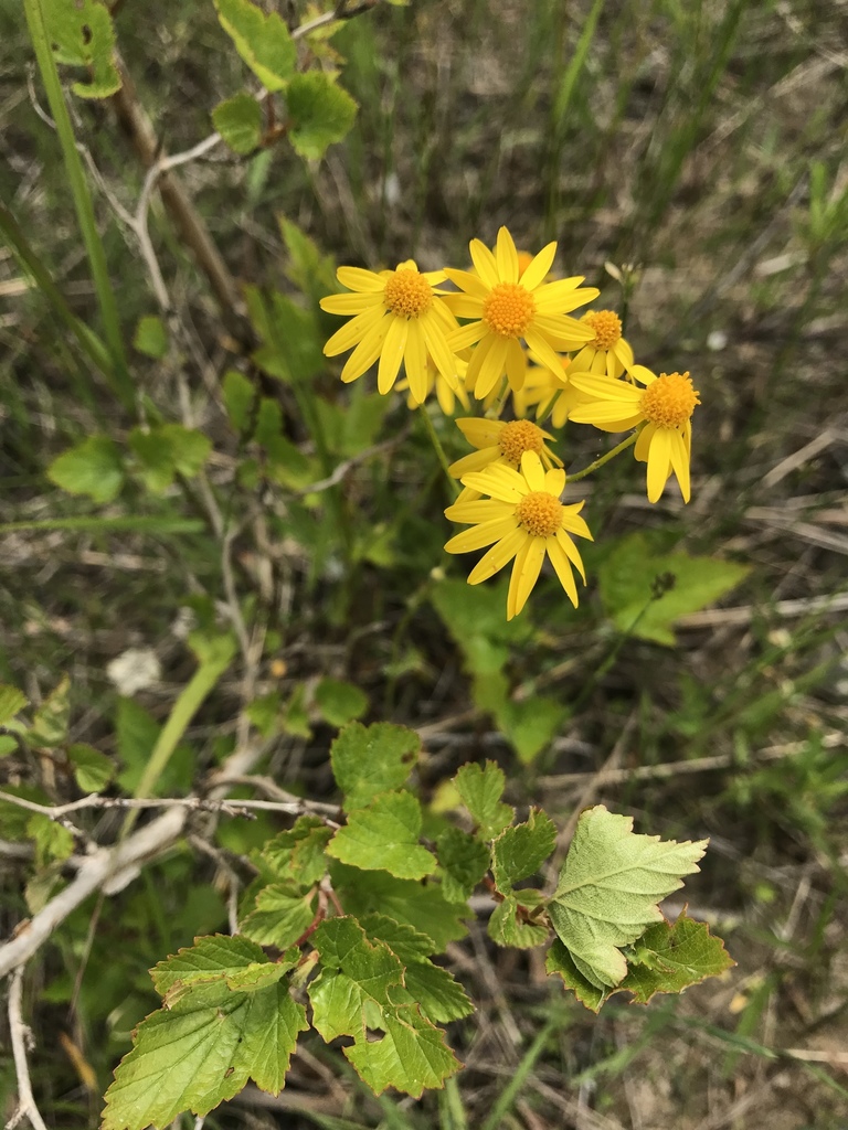 balsam ragwort from 79 McIvor Dr, , ON, CA on July 05, 2019 at 02:05 PM ...