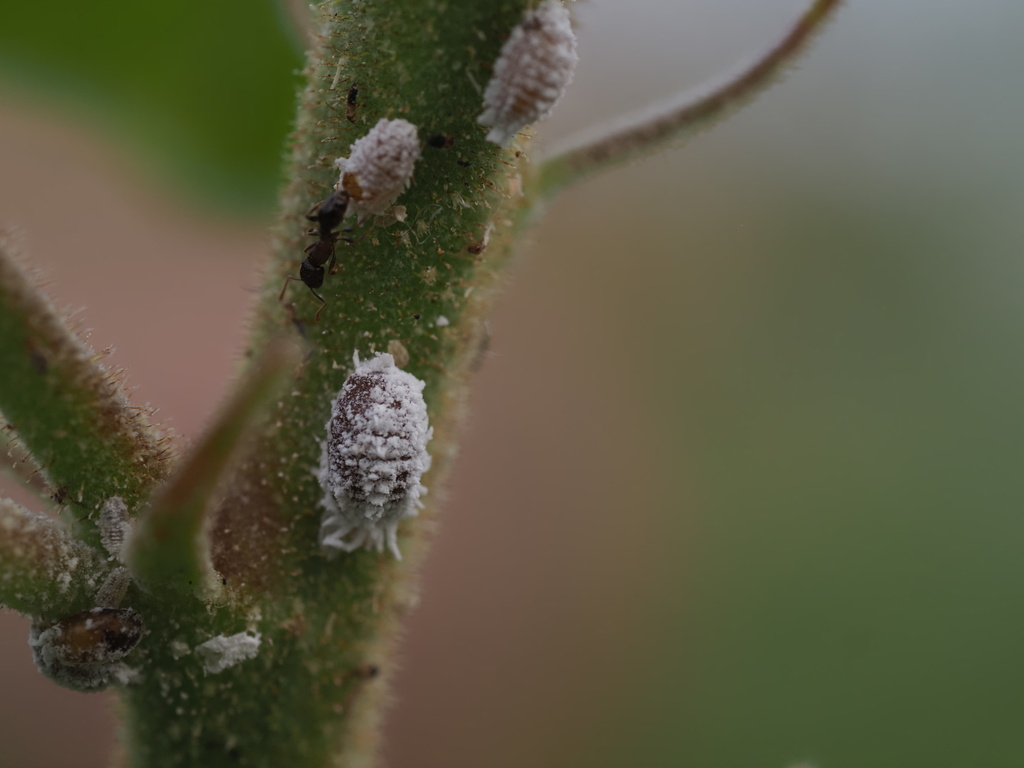 Pink Hibiscus Mealybug from 本州, 大東市, 大阪府, JP on October 24, 2024 at 07: ...